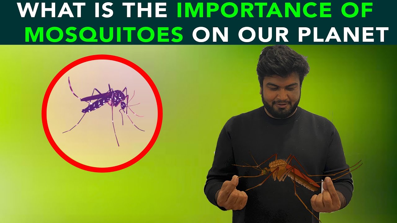 What Is The Importance Of Mosquitoes On Our Planet | Anuj Ramatri - An ...