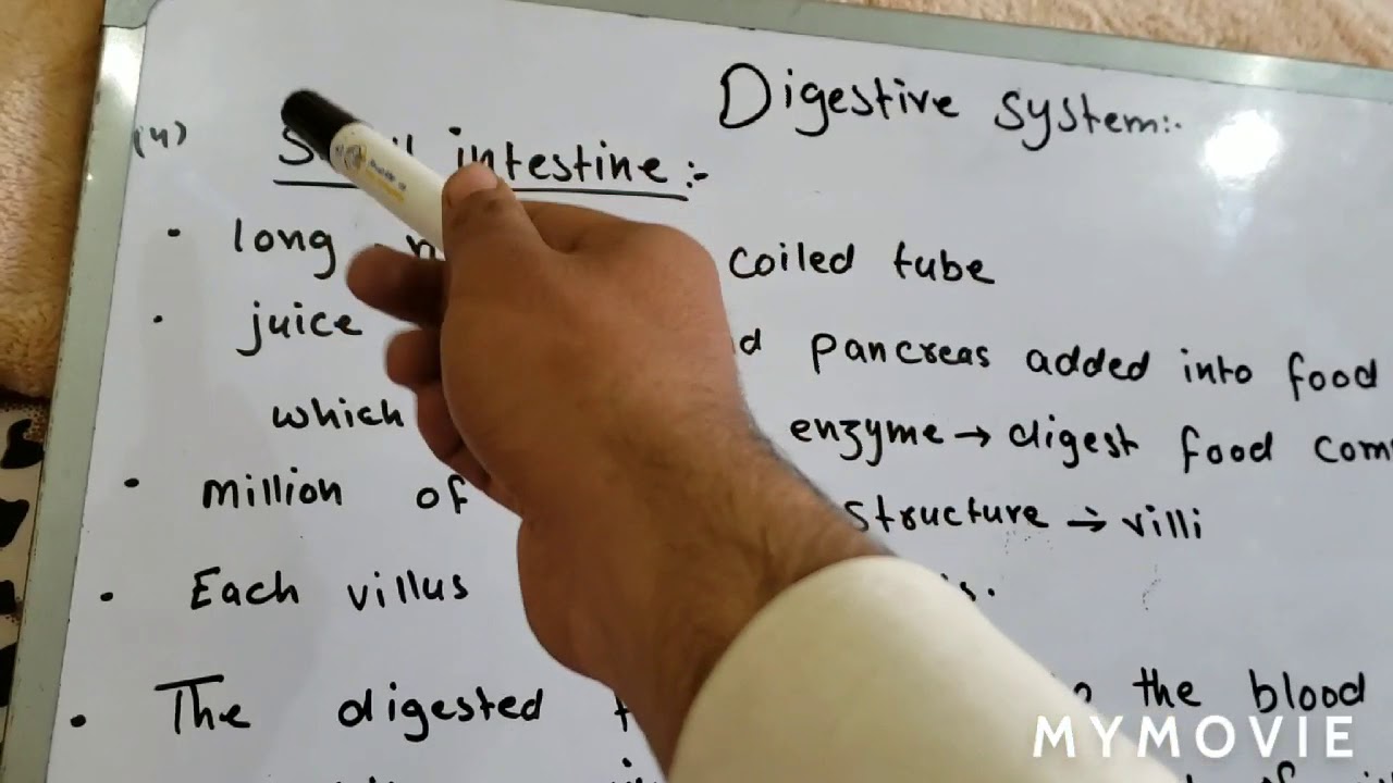 digestive system in detail best concept for class 10 - YouTube