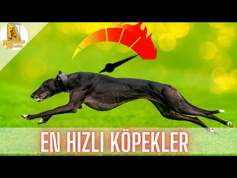 DÜNYANIN EN HIZLI KOŞABİLEN 10 KÖPEK CİNSİ #köpek #greyhound #tazı