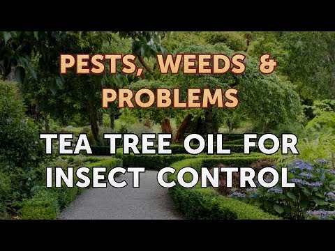 Tea Tree Oil for Insect Control - YouTube