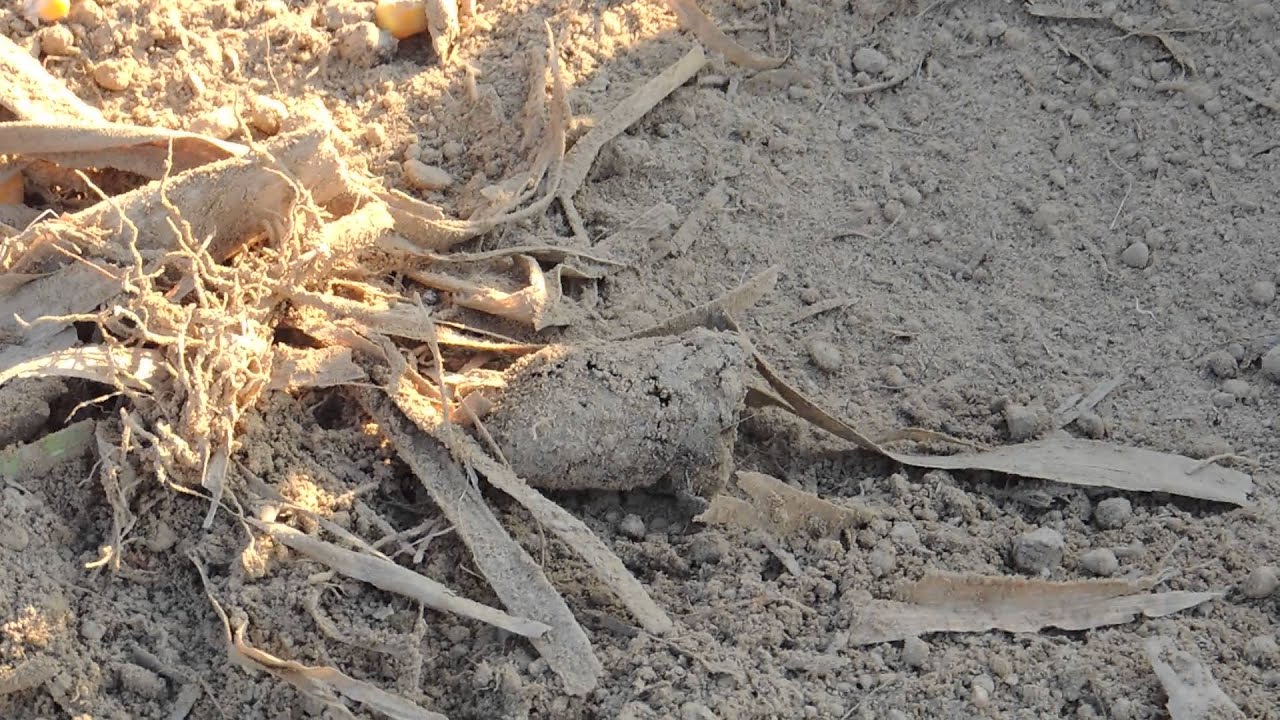 Trapping Coyote Set Remake and Location - YouTube