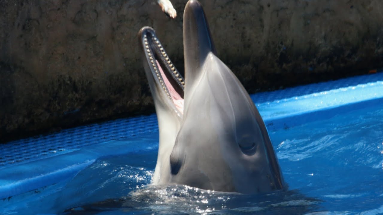 Dophin,the most intelligent marine mammal - YouTube