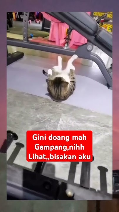 kucing lucu #cat #cute #funny #catlover #cutecat #imut #kucinglucu #funnyshorts # ...
