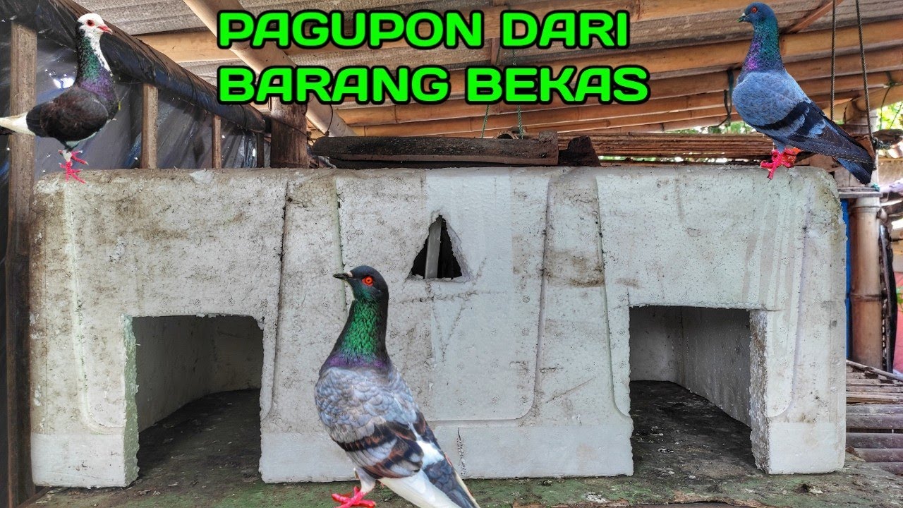 MEMBUAT PAGUPON MERPATI DARI STYROFOAM BOX BEKAS || pagupon merpati 2 ...