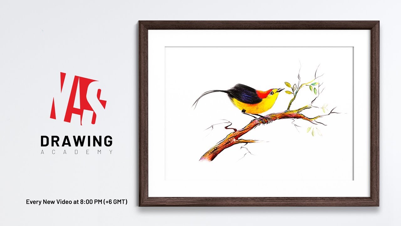 How to Draw Wire-tailed Manakin Bird | Bird Drawing Step by Step | পাখি ...
