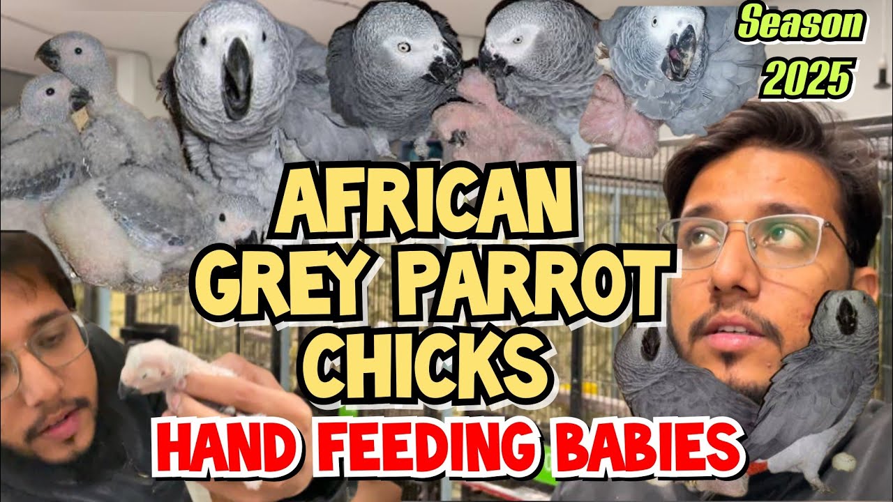 African Grey Parrot Chicks Babies Hand Feeding Season 2025 | Bachay ...