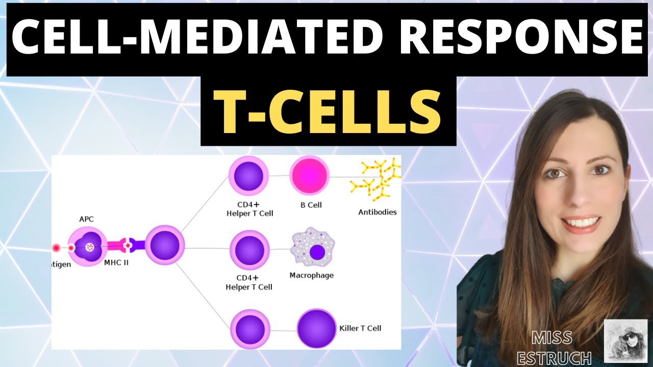 CELL-MEDIATED response - A-level biology immunity cellular response of ...