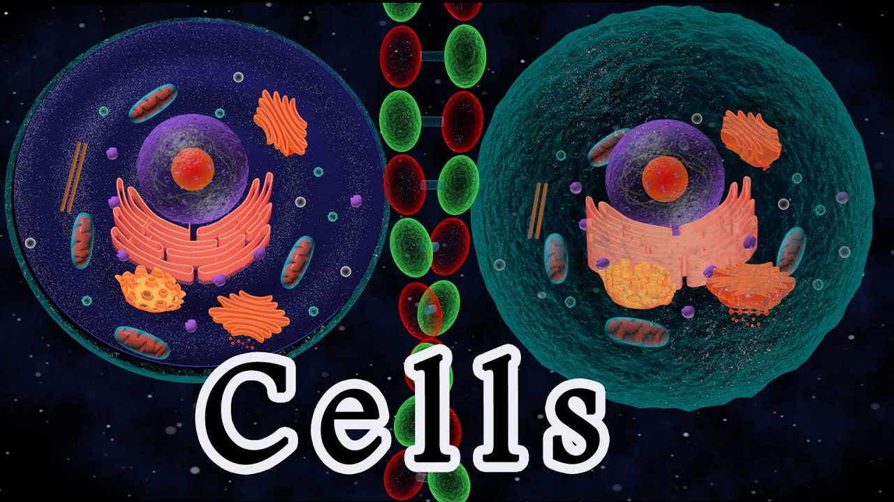 Cells - YouTube