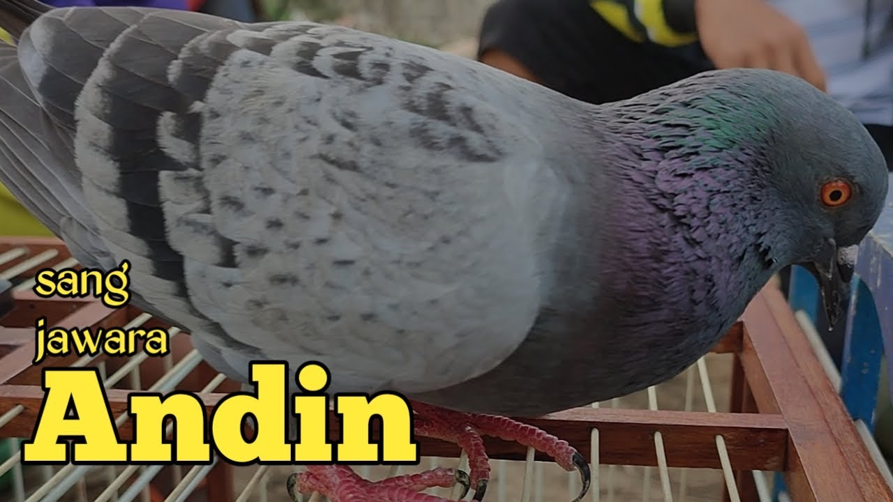 Merpati Andin juara lomba burung merpati kolong - YouTube