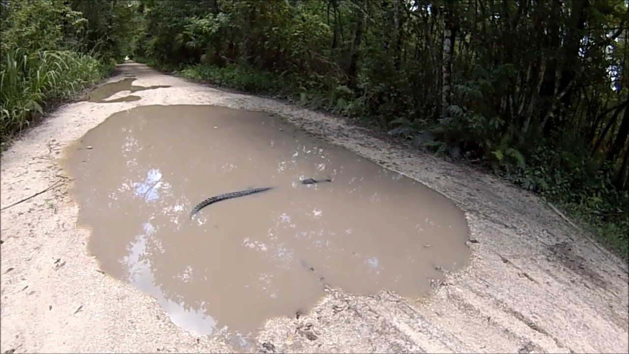 FLORIDA JEEPER JKU RUBICON HARD ROCK Puddle gators. - YouTube