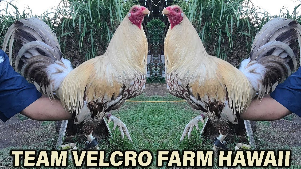 PURE Golden Grey Black Jap Mug Kelso Melsim Team Velcro - Farm Visit USA Beautiful Birds - YouTube