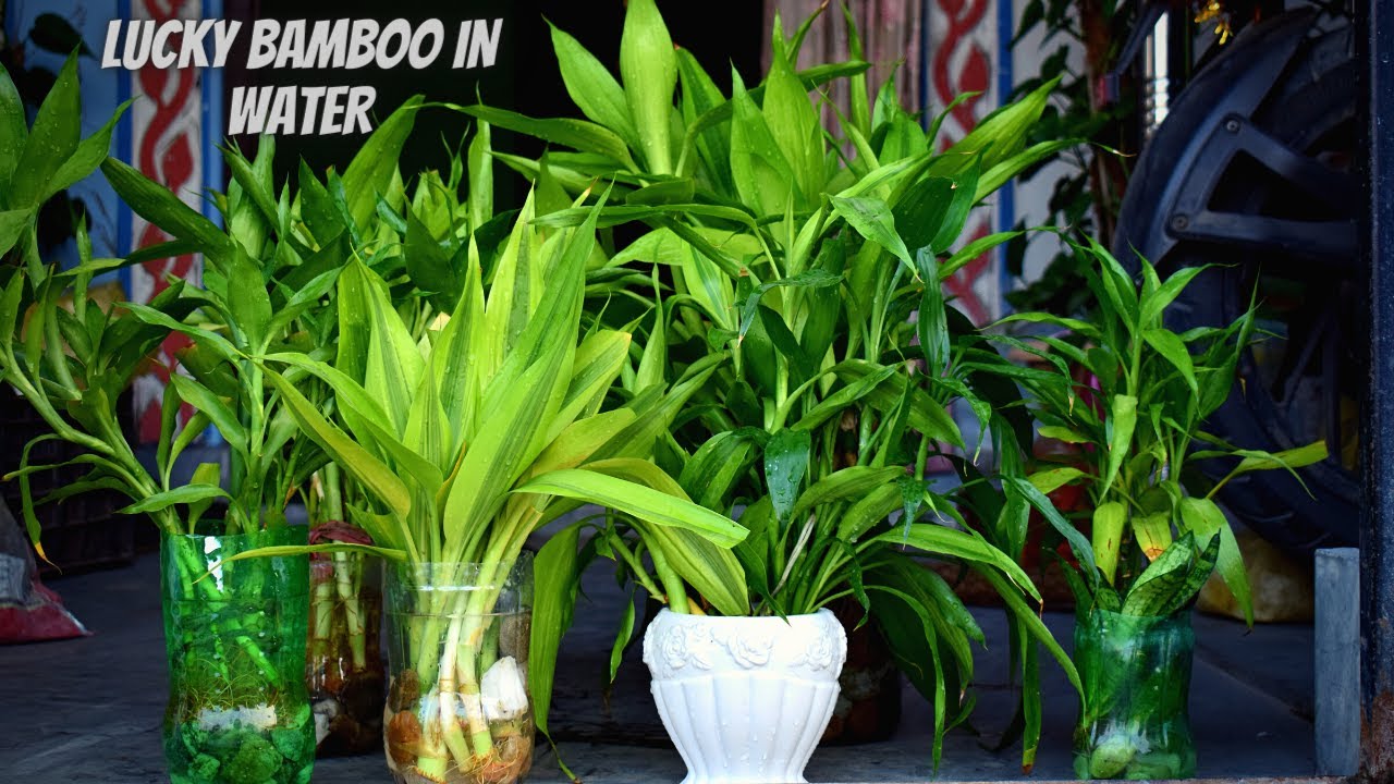 Lucky Bamboo in Water Care I Lucky Bamboo Cuttings in Water I Nepal ...