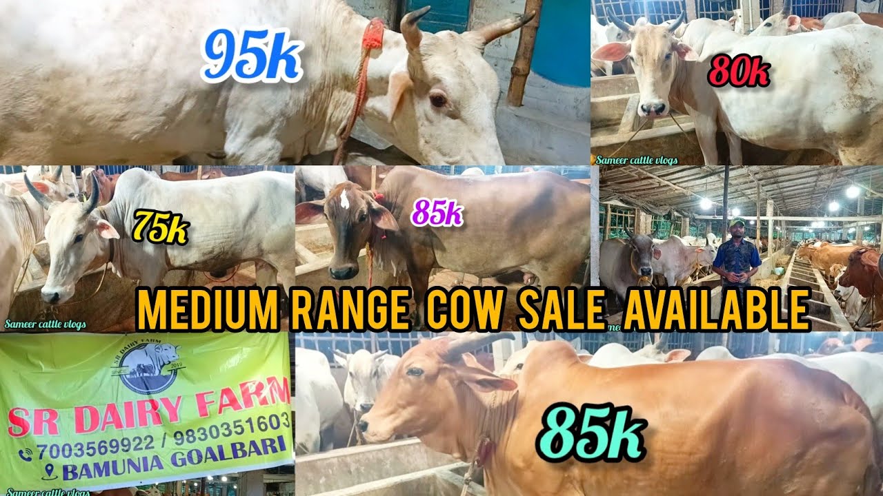SR DAIRY FARM || PART- 2 VLOGS) GOLBARI BAMUNIA MEDIUM RANGE COW WITH ...