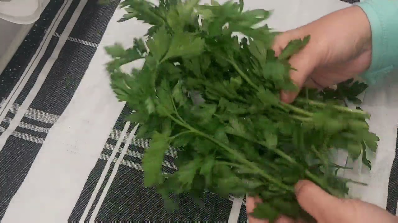 coriandre et persil القصبر والمعدنوس - YouTube