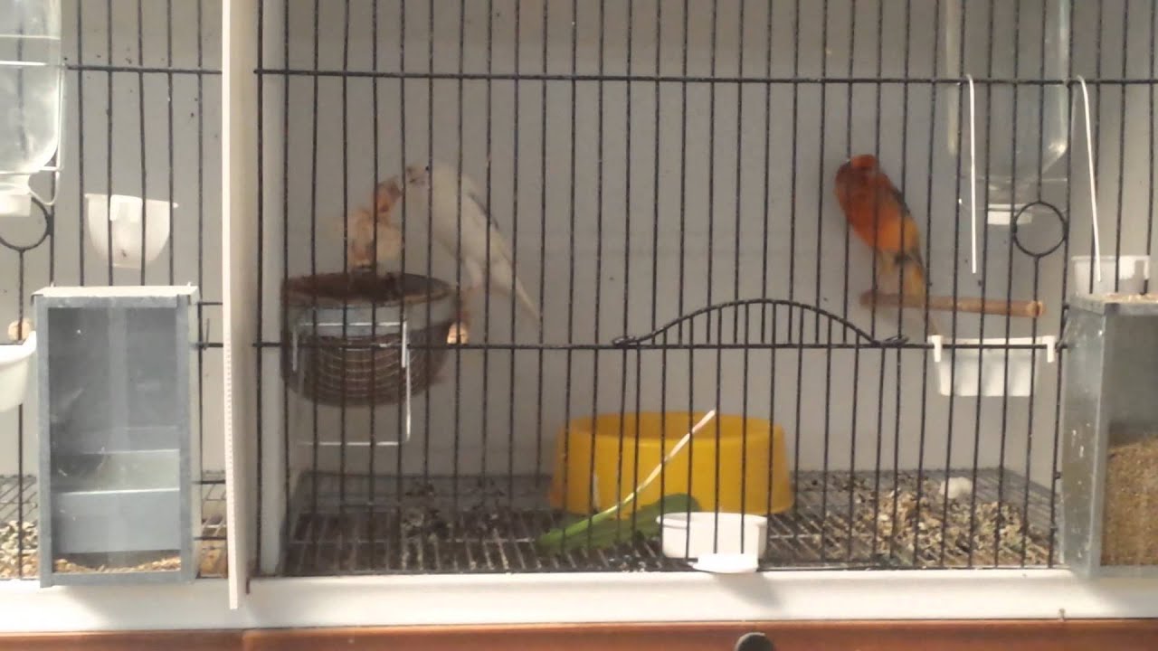 Yorkshire canary feeding their youngster - YouTube