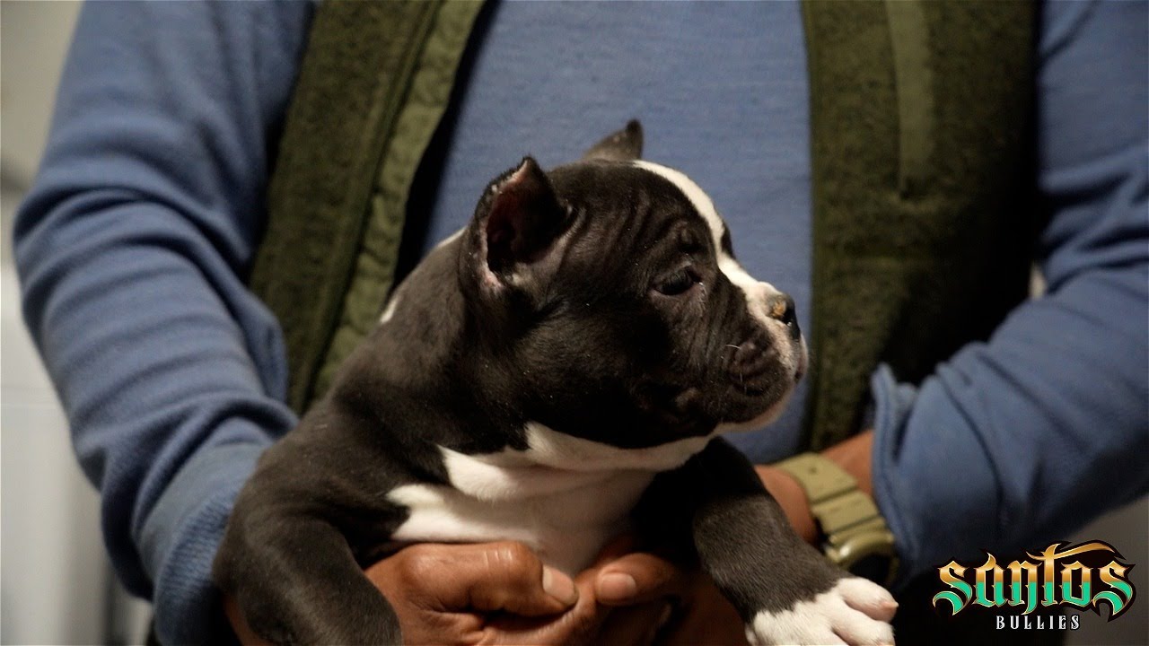 AMERICAN BULLY PUPS!!! TRAPZILLA X PERLA - YouTube