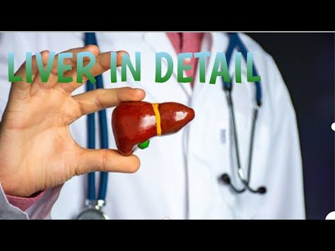Liver #anatomy #histology# animated video #digestive system - YouTube