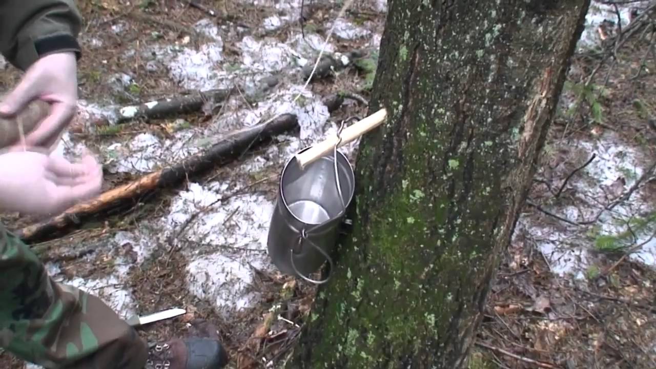 Beržų sula - YouTube