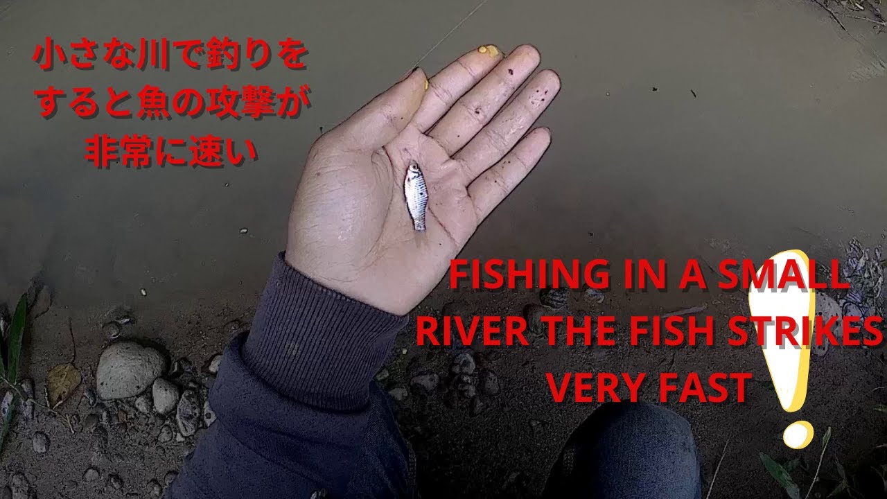 FISHING IN A SMALL RIVER THE FISH STRIKES VERY FAST(小さな川で釣りをすると魚の攻撃が非常に ...