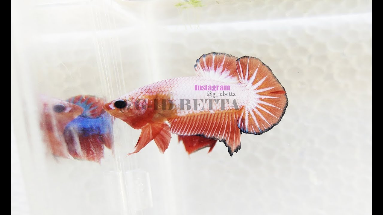 FCCP Orange Head Big StarTail [Betta Fish] - YouTube
