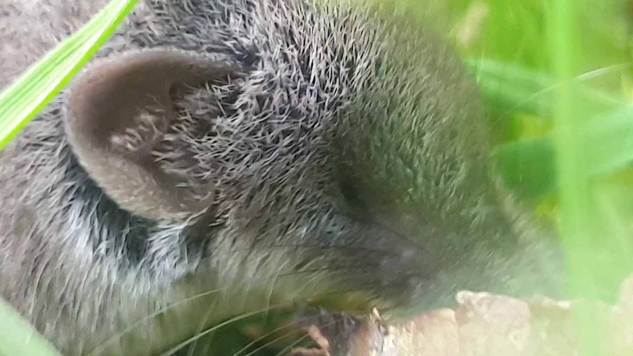 The swamp shrew / D'Spëtzmaus - YouTube
