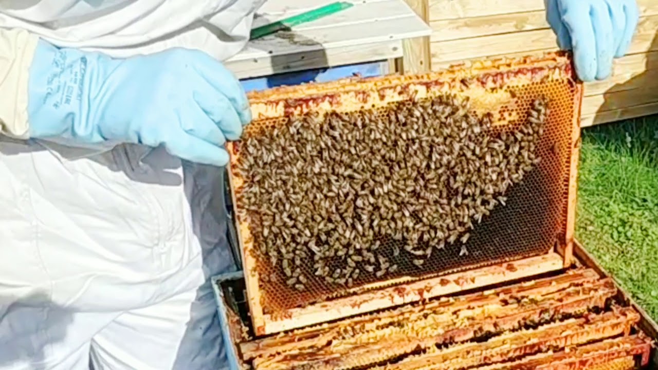 Apiculture : Reprise De L'activité Des Abeille Et Ponte De La Reine En ...