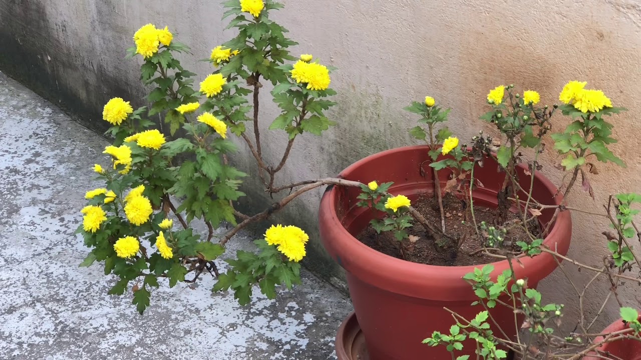 Chrysanthemum plant / Chamanthi chettu - YouTube