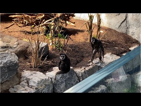 Wild Paws - Zoo Tour: White-Handed Gibbons - YouTube