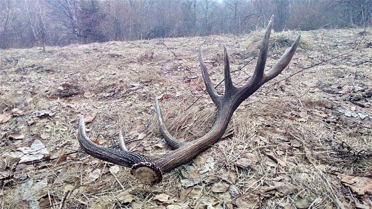 Zhody jelenie zhody z daniela zrzuty jeleni zrzut - TOP úlovky páry ...