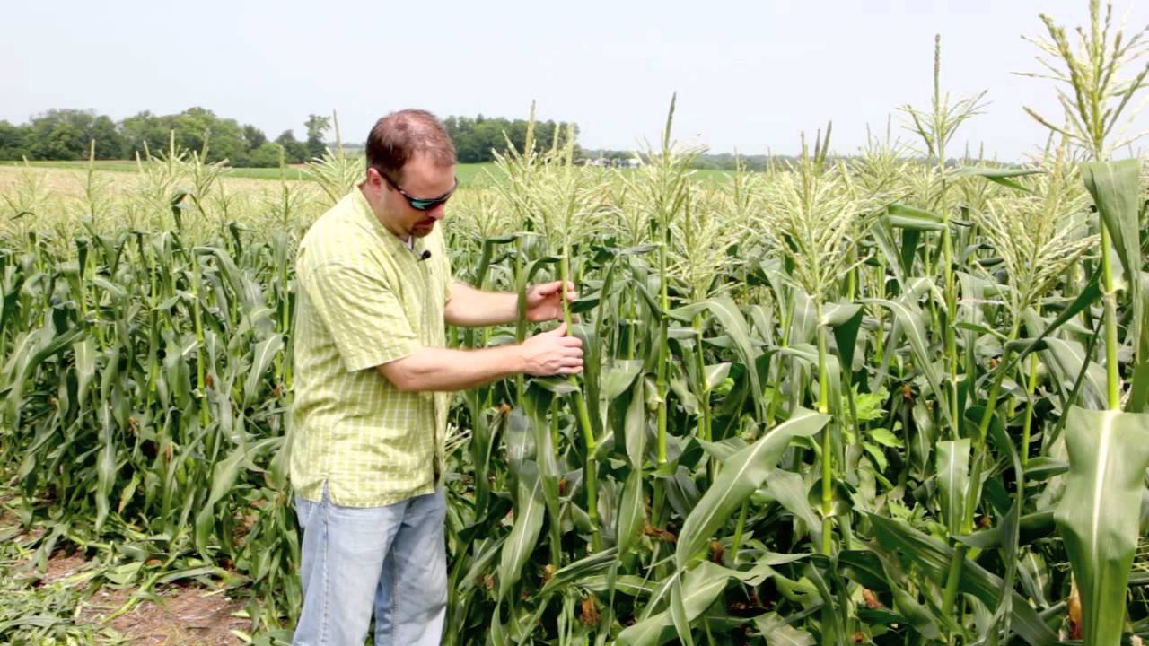 Product Spotlight - Gallrein Sweet Corn - YouTube