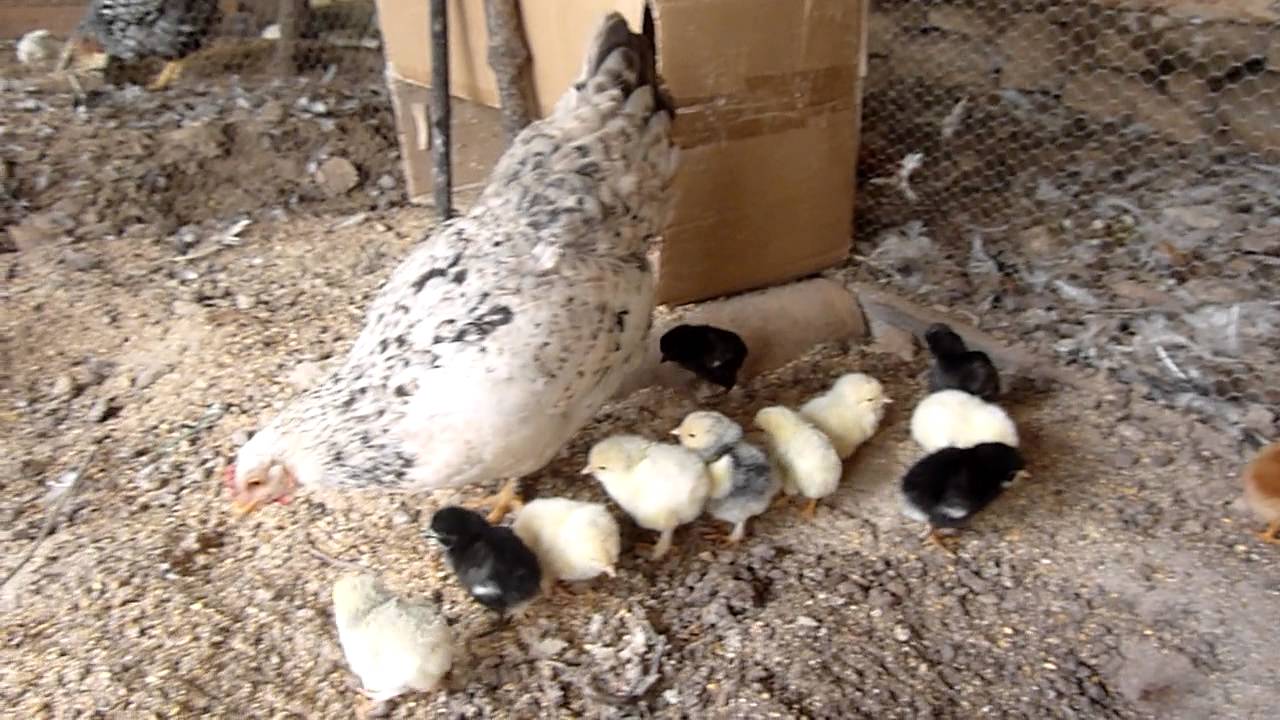MOTHER HEN,CHICKEN MOTHER with 12 chicks-κλωσσα με 12 πουλακια ...