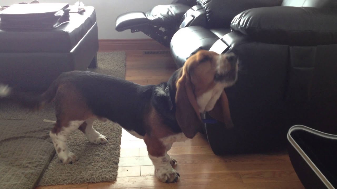 Copper the basset hound learns to howl to the French horn - YouTube