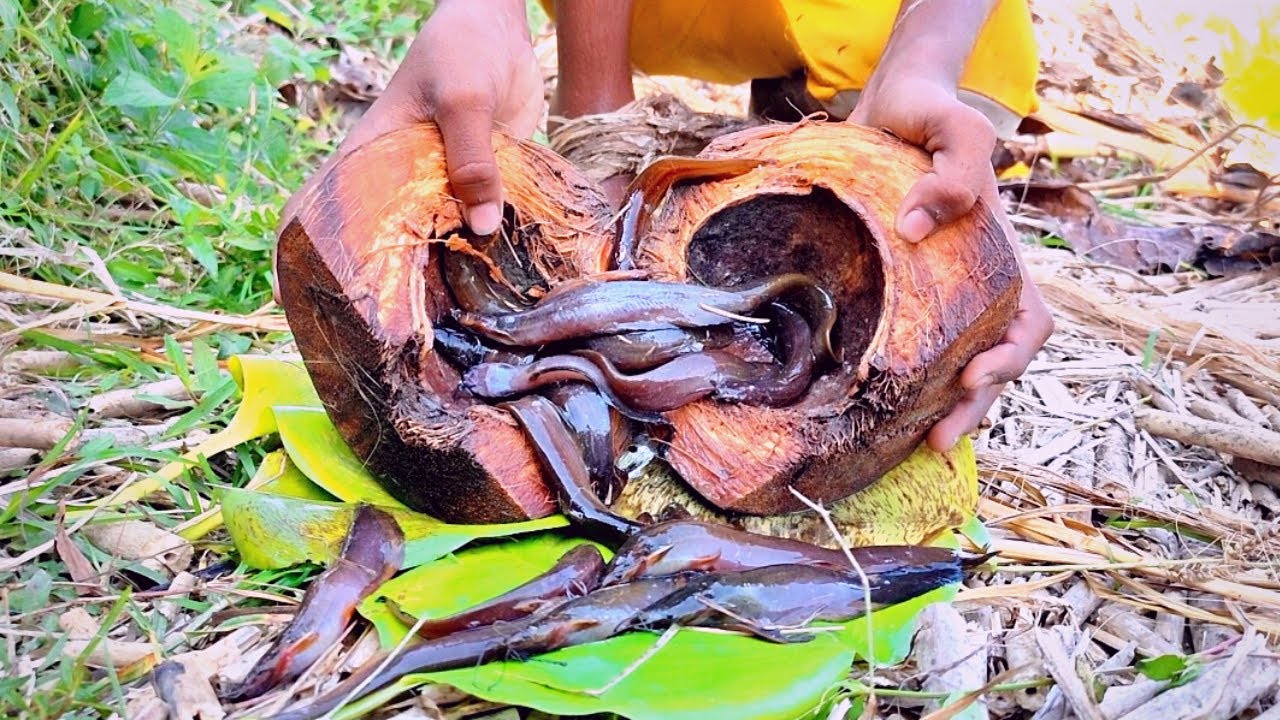 Unbelivable Coconut Trap Fishing By Village Little Boy-Amazing Catfish ...