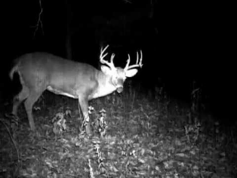 Golden Triangle Whitetails in Illinois - YouTube