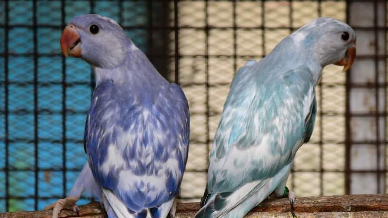 Parrot Diets | Breeding Pairs|Healthy And Active Parrots Best Breeding ...