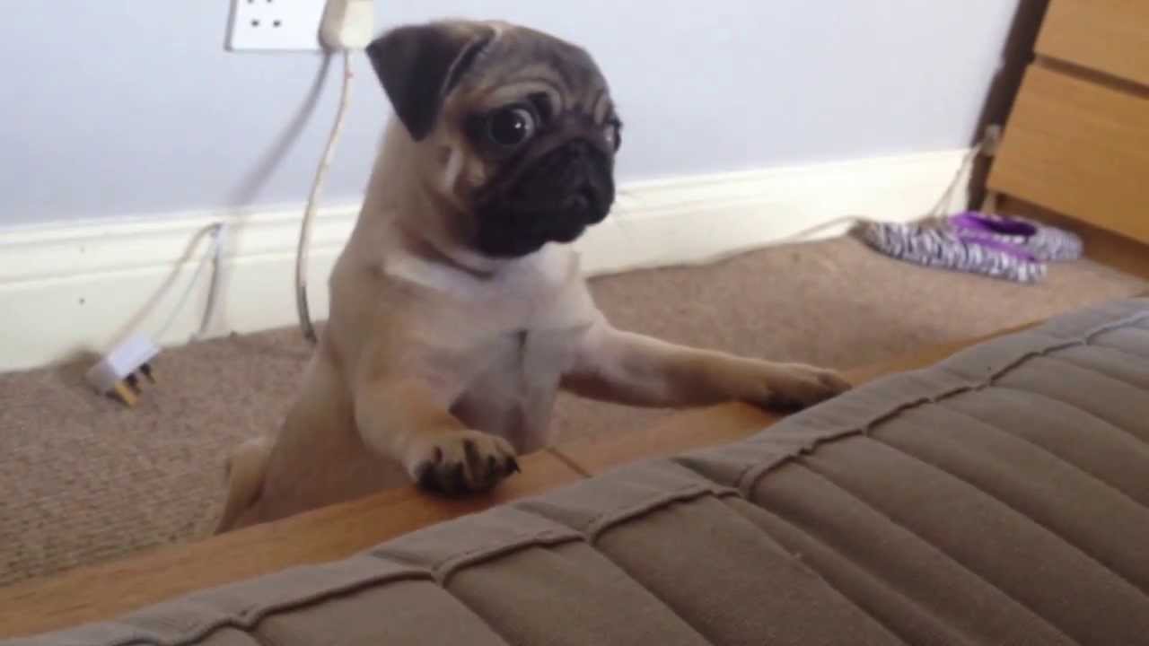 Little Pug is scared of the Monster! - YouTube