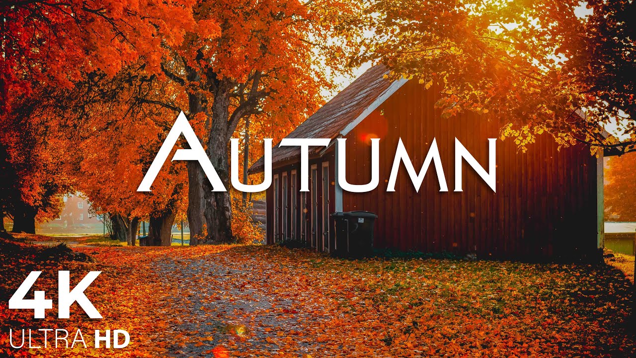 Enchanting Autumn Forests with Beautiful Piano Music🍁4K Autumn Ambience ...