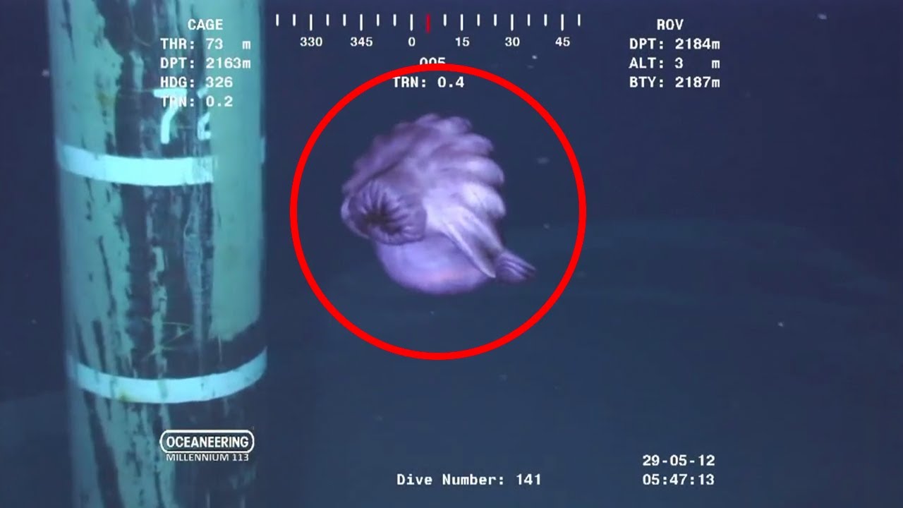 11 Scariest Creatures Recently Discovered! - YouTube