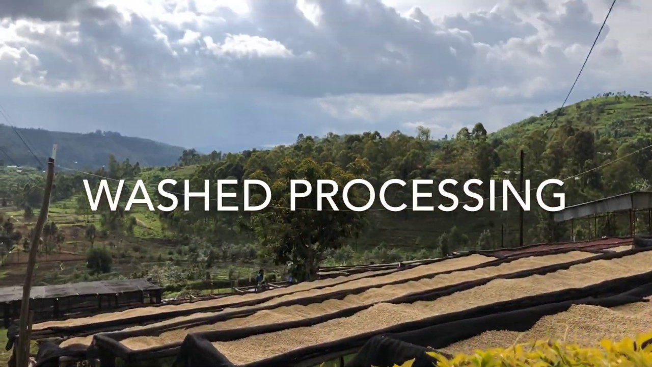Washed Processing Method - Hingakawa - YouTube