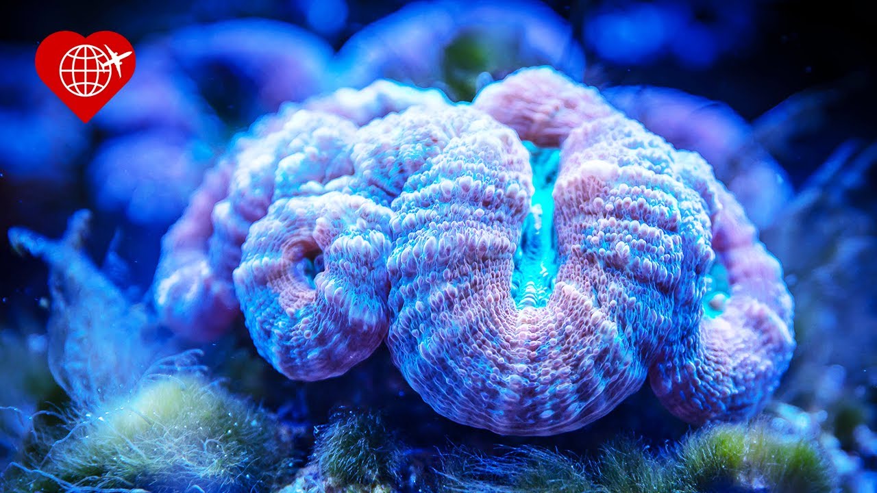 ALIEN SEA CREATURES | Relaxing Deep Sea Sounds - YouTube