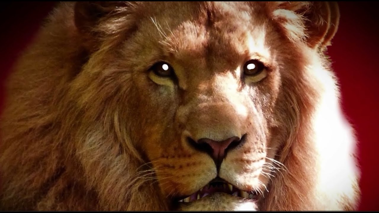 Magic - pure animal magic! #musicvideo - YouTube