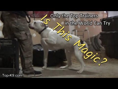 Dog Training Challenge: AUTISTIC 110lbs American Bulldog Does This # ...
