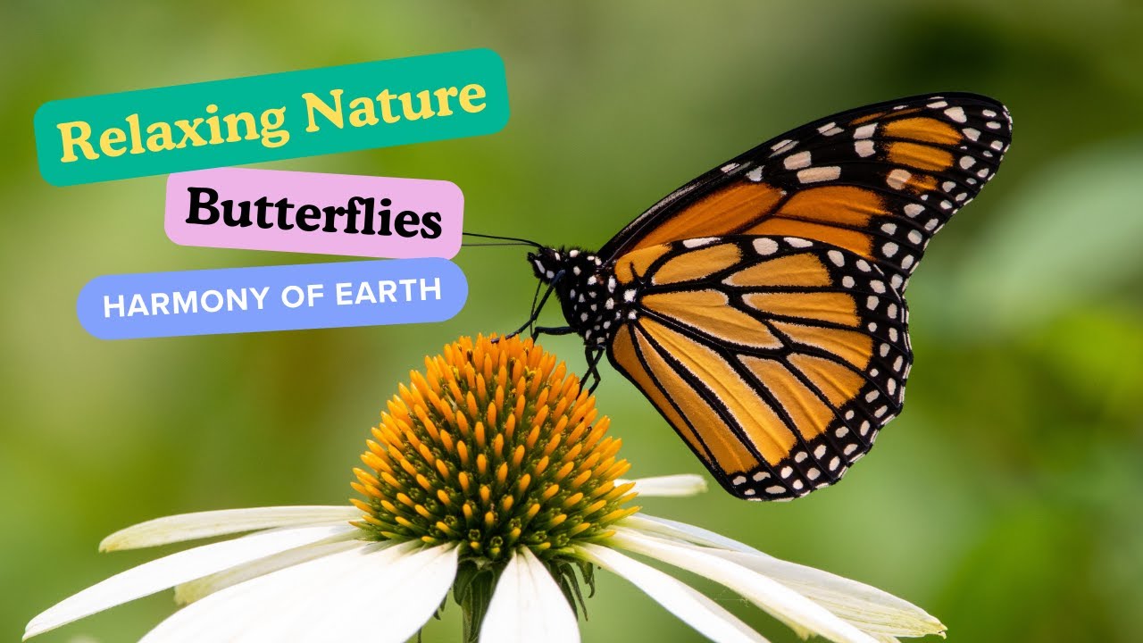 Relaxing Nature | Harmony of Earth: Relaxing Nature Scenes for Inner ...