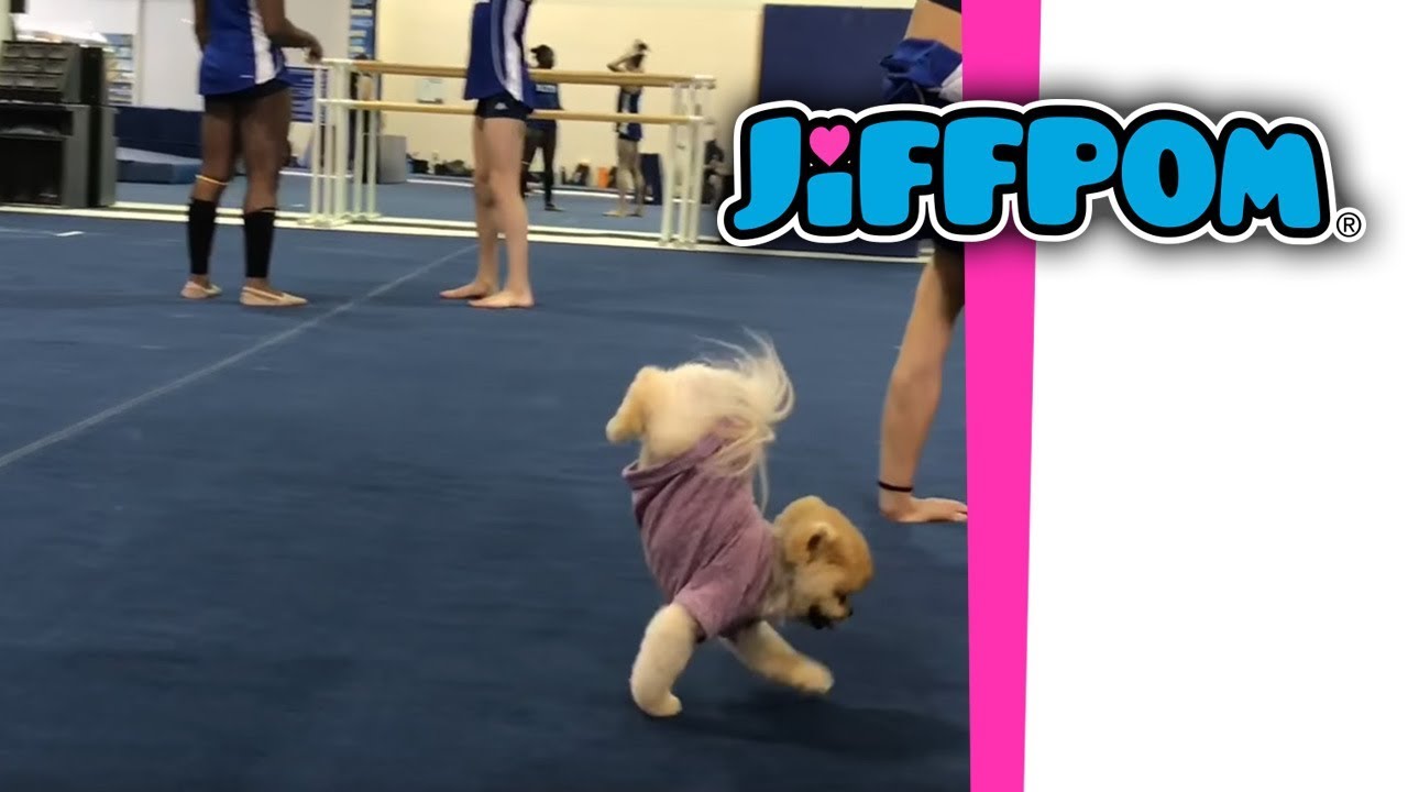Jiffpom Doing a Handstand | Musical.ly - YouTube