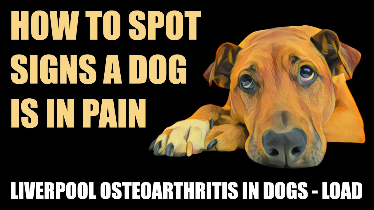 How to spot signs a dog is in pain: Liverpool Osteoarthritis in Dogs ...