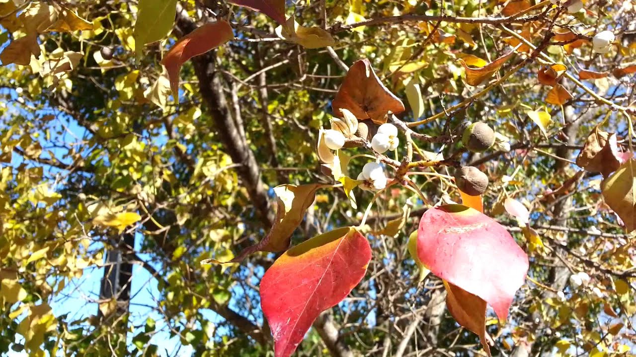 Chinese Tallow tree seeds - Triadica sebifera - Sapium sebiferum HD 03 ...