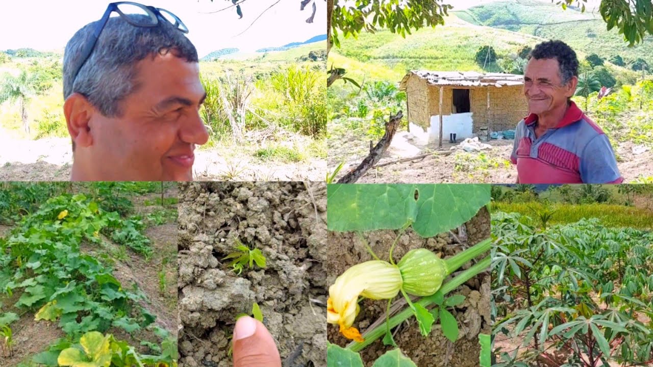 FUI VISITAR MEU AMIGO+MUITA FARTURA NO SÍTIO Macaxeira, Jerimum, Batata ...