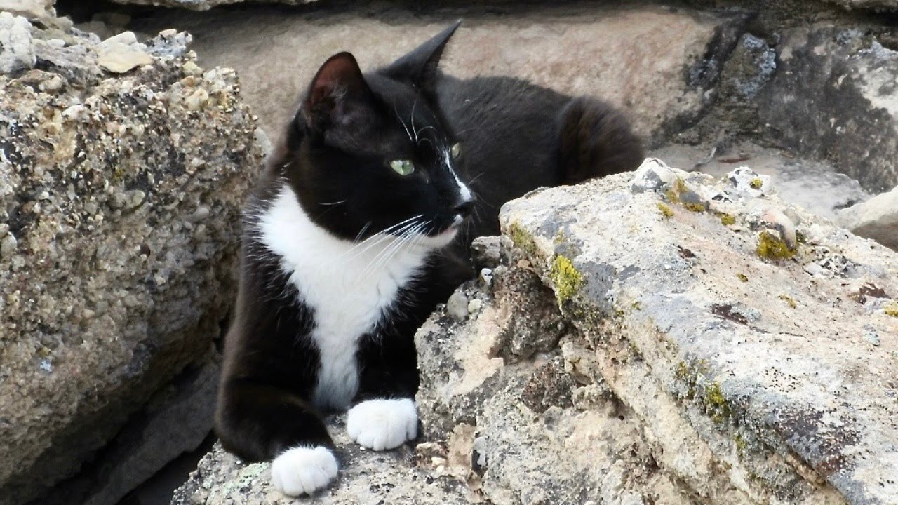 Our Cute Cats #348 - On Rocky Trail With Vinka, Shadow Puma And Grashak ...