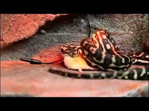 South West Carpet python's First Mouse - YouTube