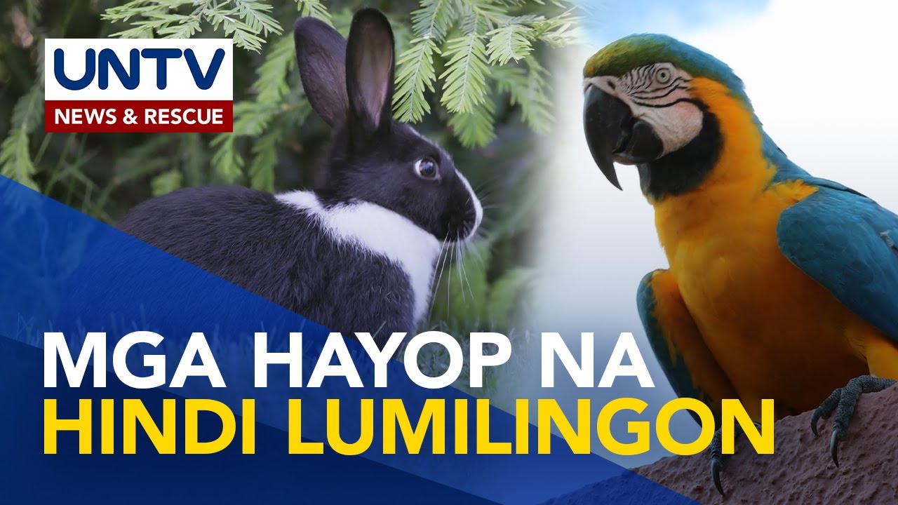 Alamin: mga hayop na hindi lumilingon | Wonders of Creation - YouTube